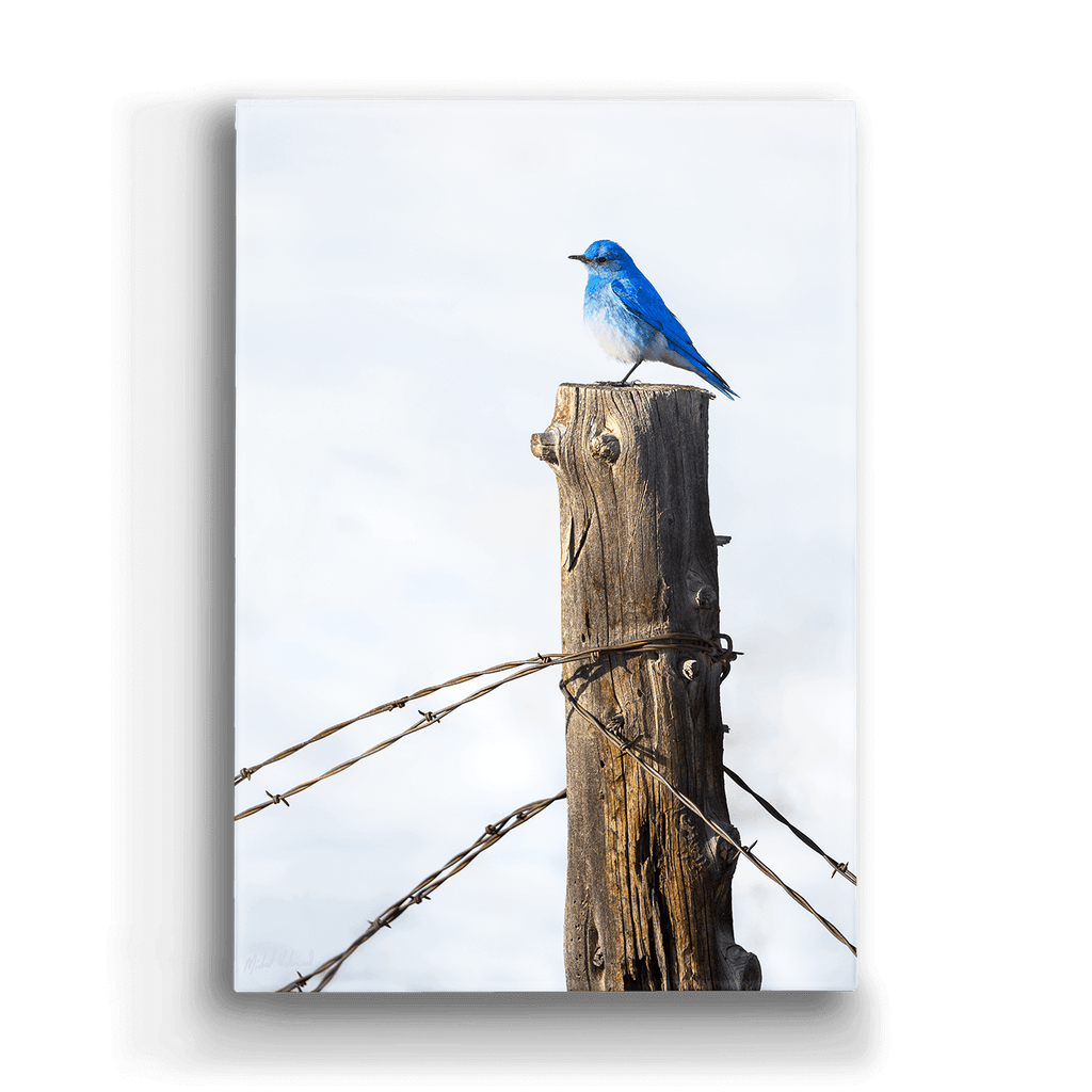 Mountain Bluebird - Metal Box Art – Old Wood Signs Wholesale