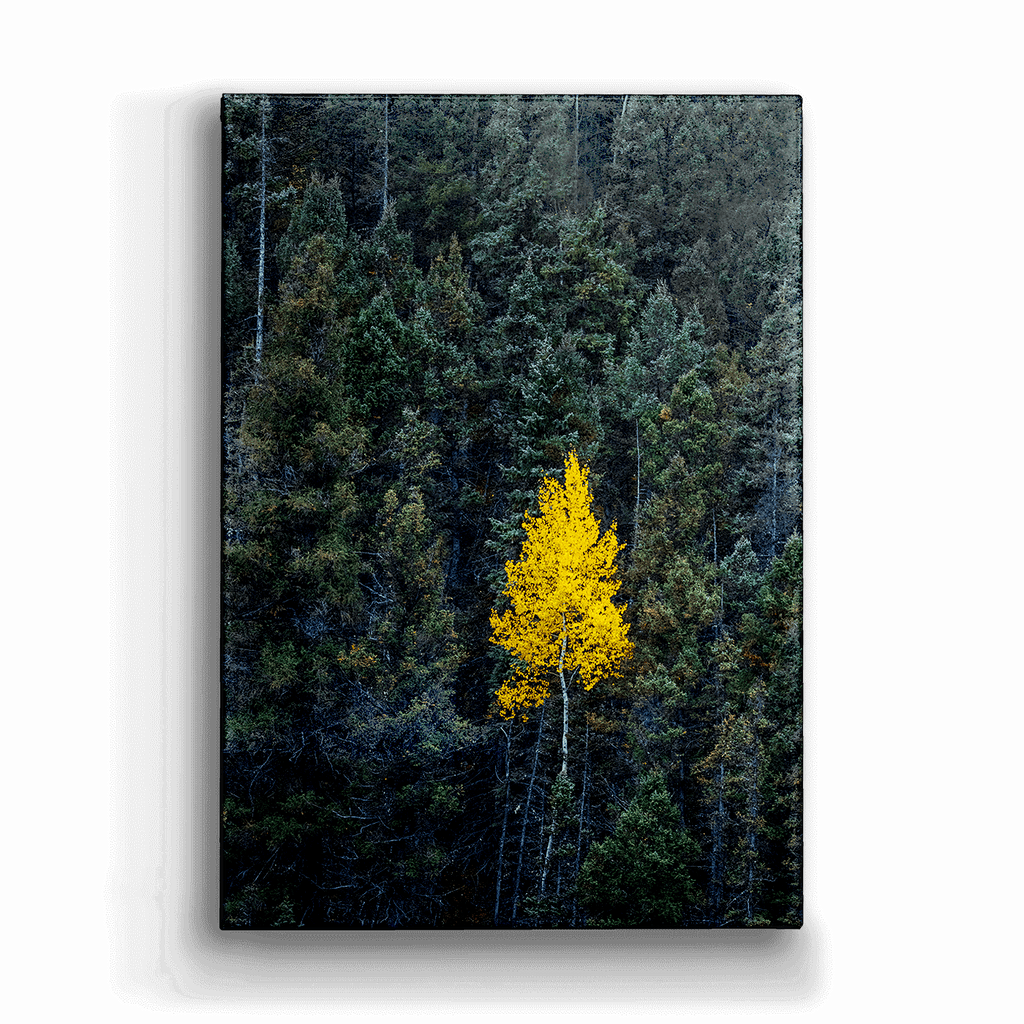 Lone Gold Aspen - Metal Box Art – Old Wood Signs Wholesale